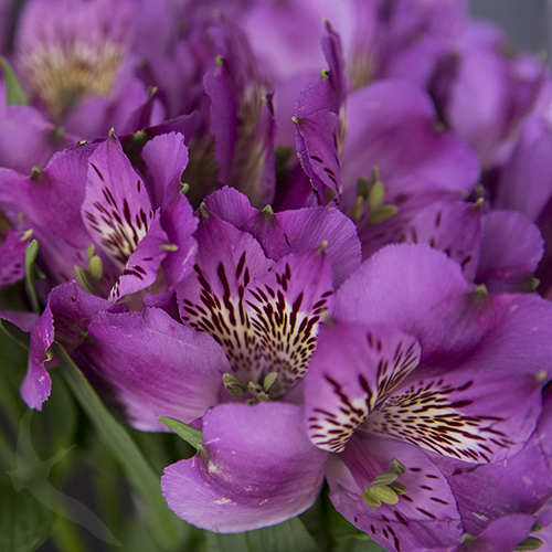 ALSTROEMERIA LAVENDER | Fresh-o-Fair