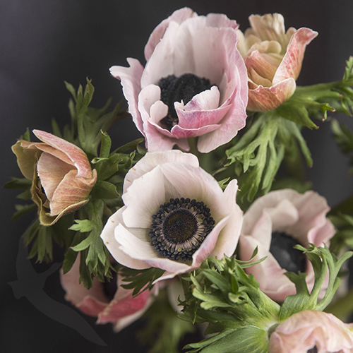 ANEMONA MISTRAL LIGHT PINK | Fresh-o-Fair