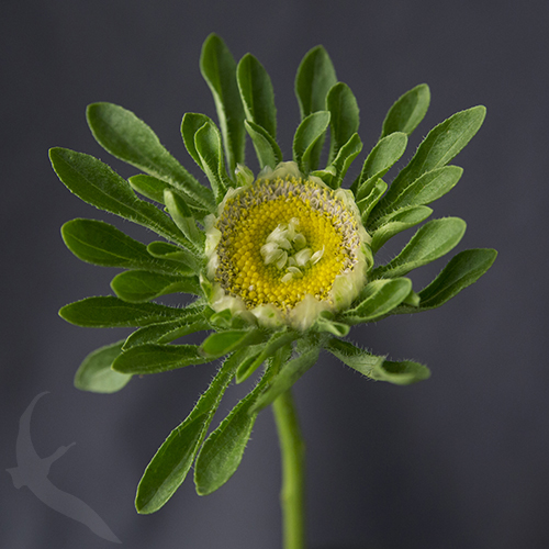 ASTER HULK | Fresh-o-Fair