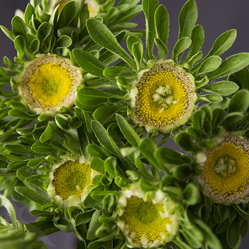 ASTER HULK | Fresh-o-Fair