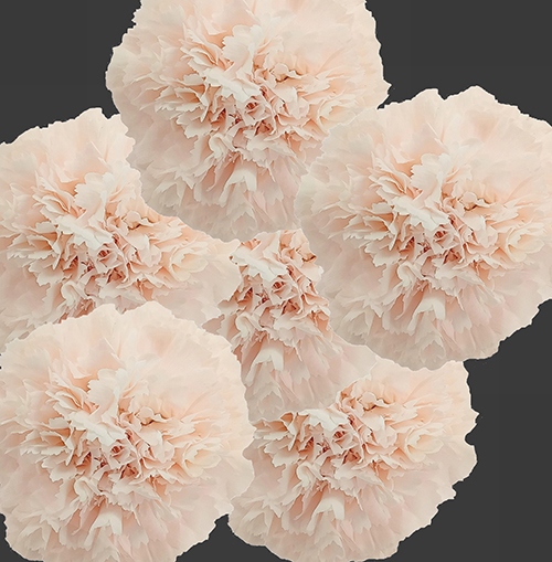 CARNATION BRUT | Fresh-o-Fair