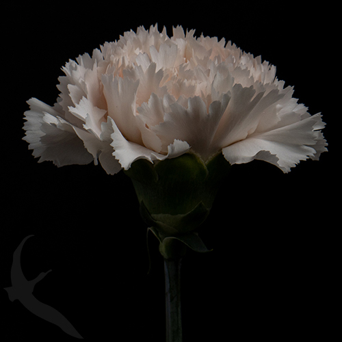 CARNATION BRUT | Fresh-o-Fair