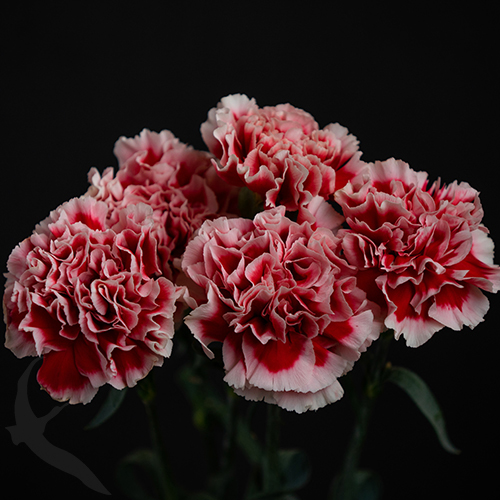 CARNATION CHEERIO | Fresh-o-Fair