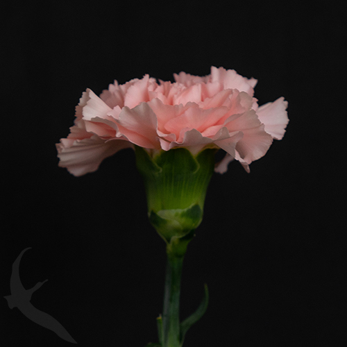 CARNATION DONCEL | Fresh-o-Fair