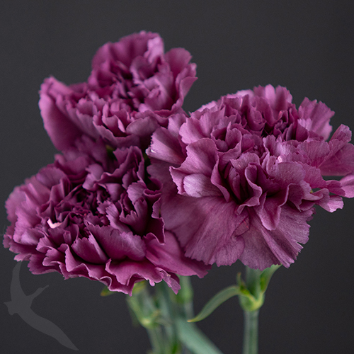 CARNATION EXTASIS | Fresh-o-Fair