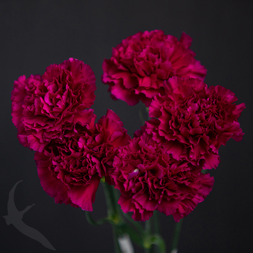 CARNATION GOLEM | Fresh-o-Fair