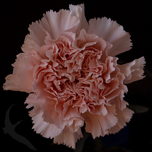 CARNATION HANOI | Fresh-o-Fair