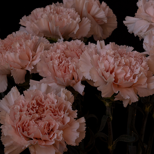 CARNATION HANOI | Fresh-o-Fair