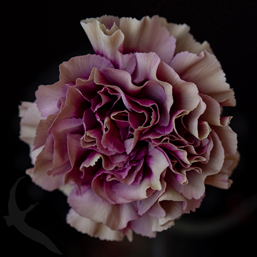 CARNATION HURRICANE | Fresh-o-Fair