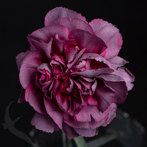 CARNATION HYPNOSIS | Fresh-o-Fair