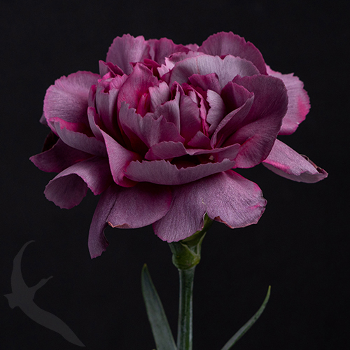 CARNATION HYPNOSIS | Fresh-o-Fair