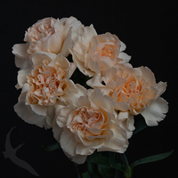 Agromonte | Fresh-o-Fair