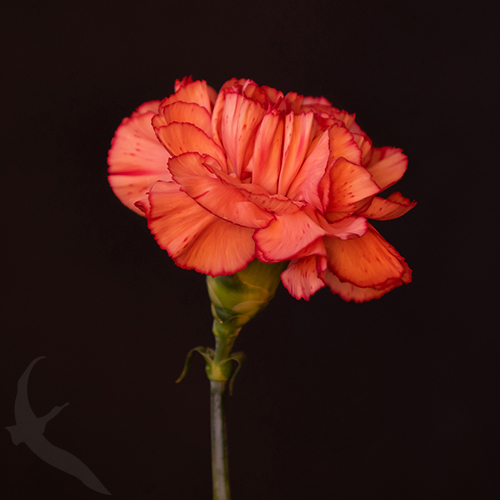 CARNATION MEGAN | Fresh-o-Fair