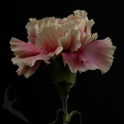 CARNATION MERLETTO CHERRY | Fresh-o-Fair