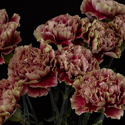 CARNATION MERLETTO CRIMSON | Fresh-o-Fair