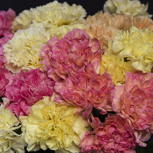 CARNATION MIX MINAMI | Fresh-o-Fair