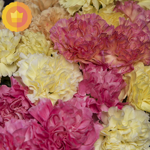CARNATION MIX MINAMI | Fresh-o-Fair