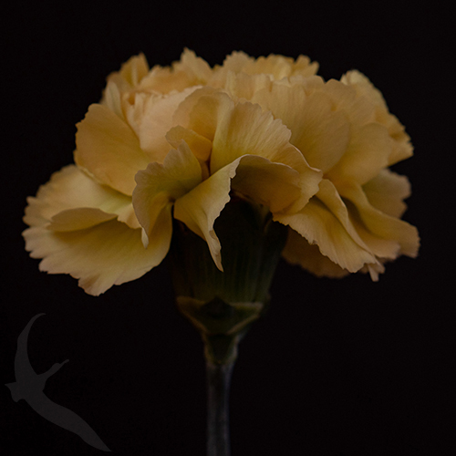CARNATION MUSTARD | Fresh-o-Fair