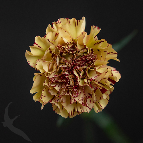 CARNATION PAOLETTO | Fresh-o-Fair