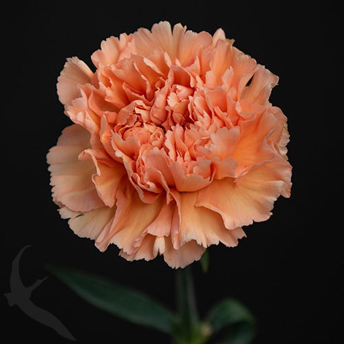 CARNATION PEACHY MAMBO | Fresh-o-Fair
