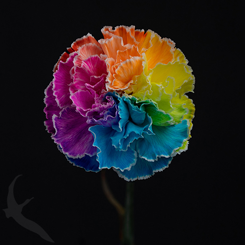 CARNATION TINTED RAINBOW2 (CARNATIONS) | Fresh-o-Fair