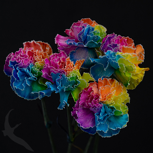 CARNATION TINTED RAINBOW2 (CARNATIONS) | Fresh-o-Fair