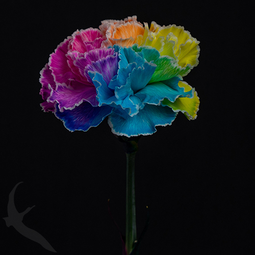 CARNATION TINTED RAINBOW2 (CARNATIONS) | Fresh-o-Fair