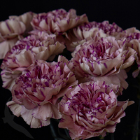 Coexflor | Fresh-o-Fair