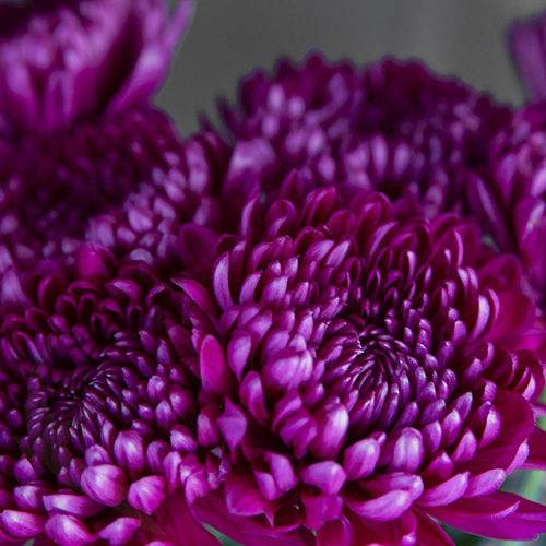 CREMON ANDREA | Fresh-o-Fair