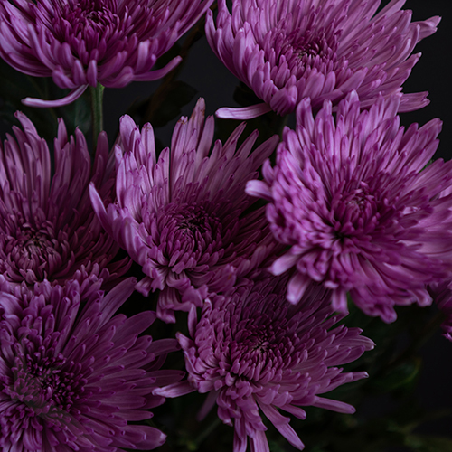 CREMON ANDREA | Fresh-o-Fair