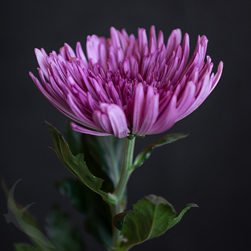 CREMON ANDREA | Fresh-o-Fair