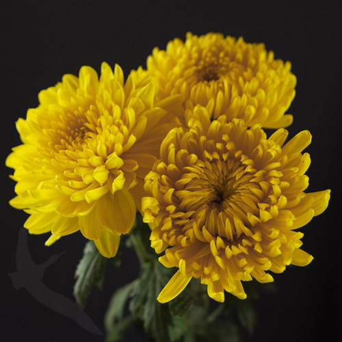 CREMON ASTROID | Fresh-o-Fair