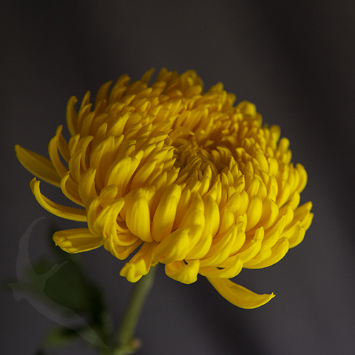 CREMON ASTROID | Fresh-o-Fair