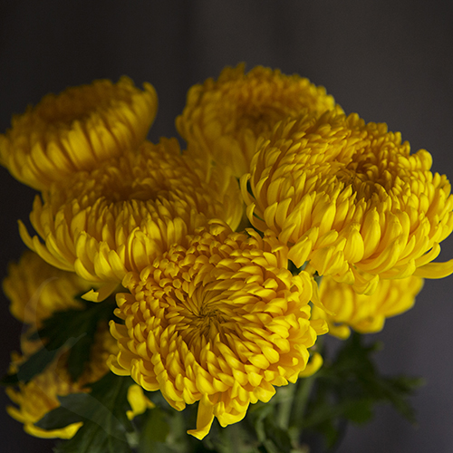 CREMON ASTROID | Fresh-o-Fair