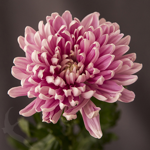 CREMON DARK ROSSANO | Fresh-o-Fair