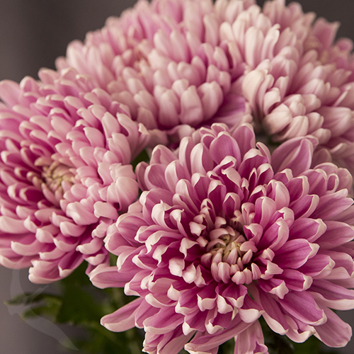 CREMON DARK ROSSANO | Fresh-o-Fair