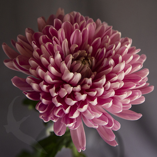 CREMON DARK ROSSANO | Fresh-o-Fair