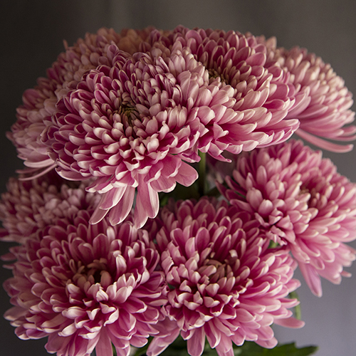 CREMON DARK ROSSANO | Fresh-o-Fair