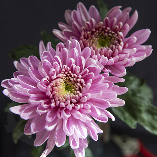 CREMON DARK ROSSANO | Fresh-o-Fair