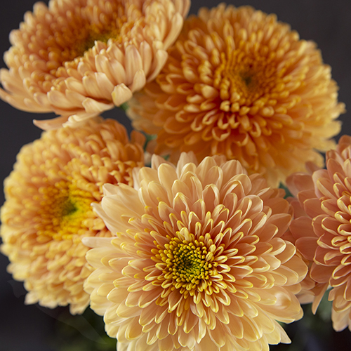 CREMON EMPRESS | Fresh-o-Fair