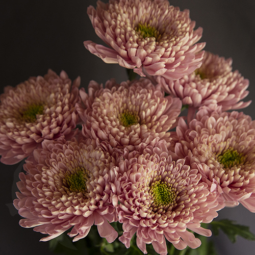 CREMON EMPRESS | Fresh-o-Fair