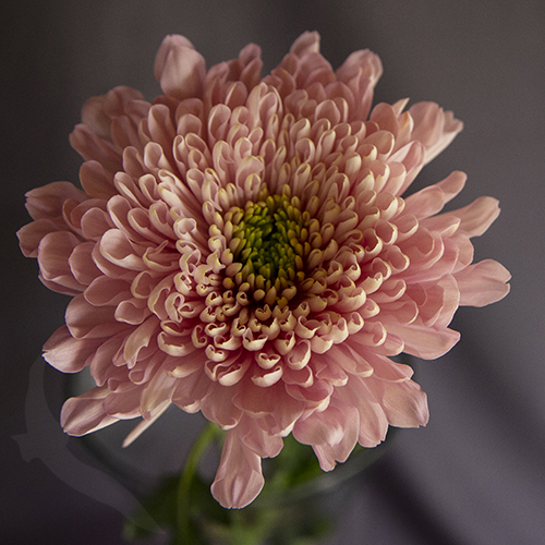 CREMON EMPRESS | Fresh-o-Fair