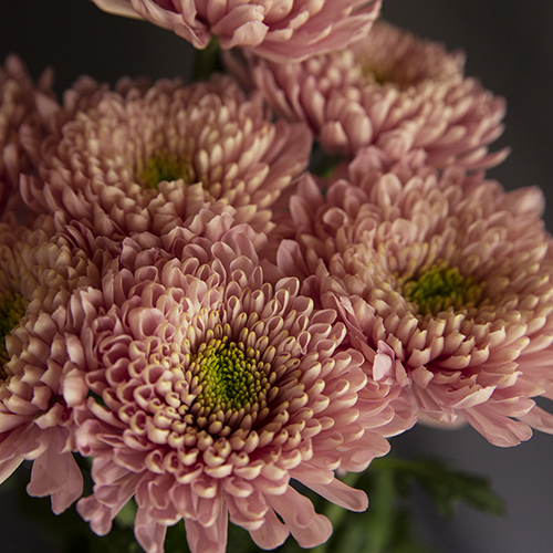 CREMON EMPRESS | Fresh-o-Fair