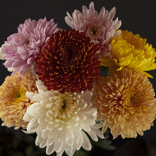 CREMON MIX | Fresh-o-Fair