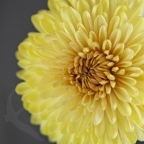 CREMON PASION ALMENDRA | Fresh-o-Fair