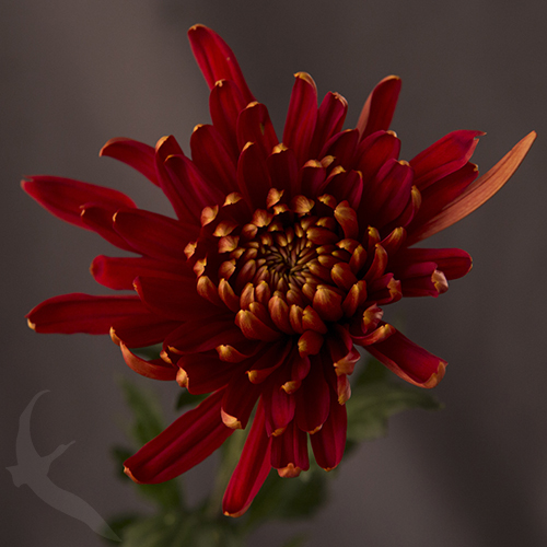 CREMON ROSETTA | Fresh-o-Fair