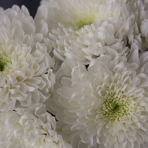 CREMON ZEMBLA WHITE | Fresh-o-Fair