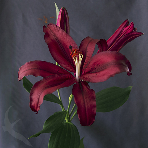 LILIES FIREBOLT | Fresh-o-Fair