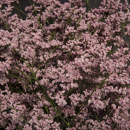 LIMONIUM PINK | Fresh-o-Fair