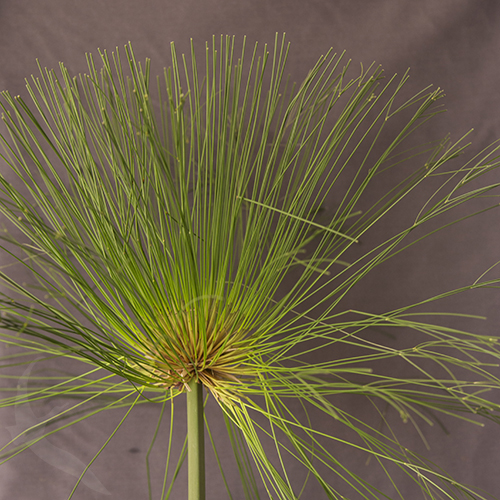 PAPYRUS | Fresh-o-Fair